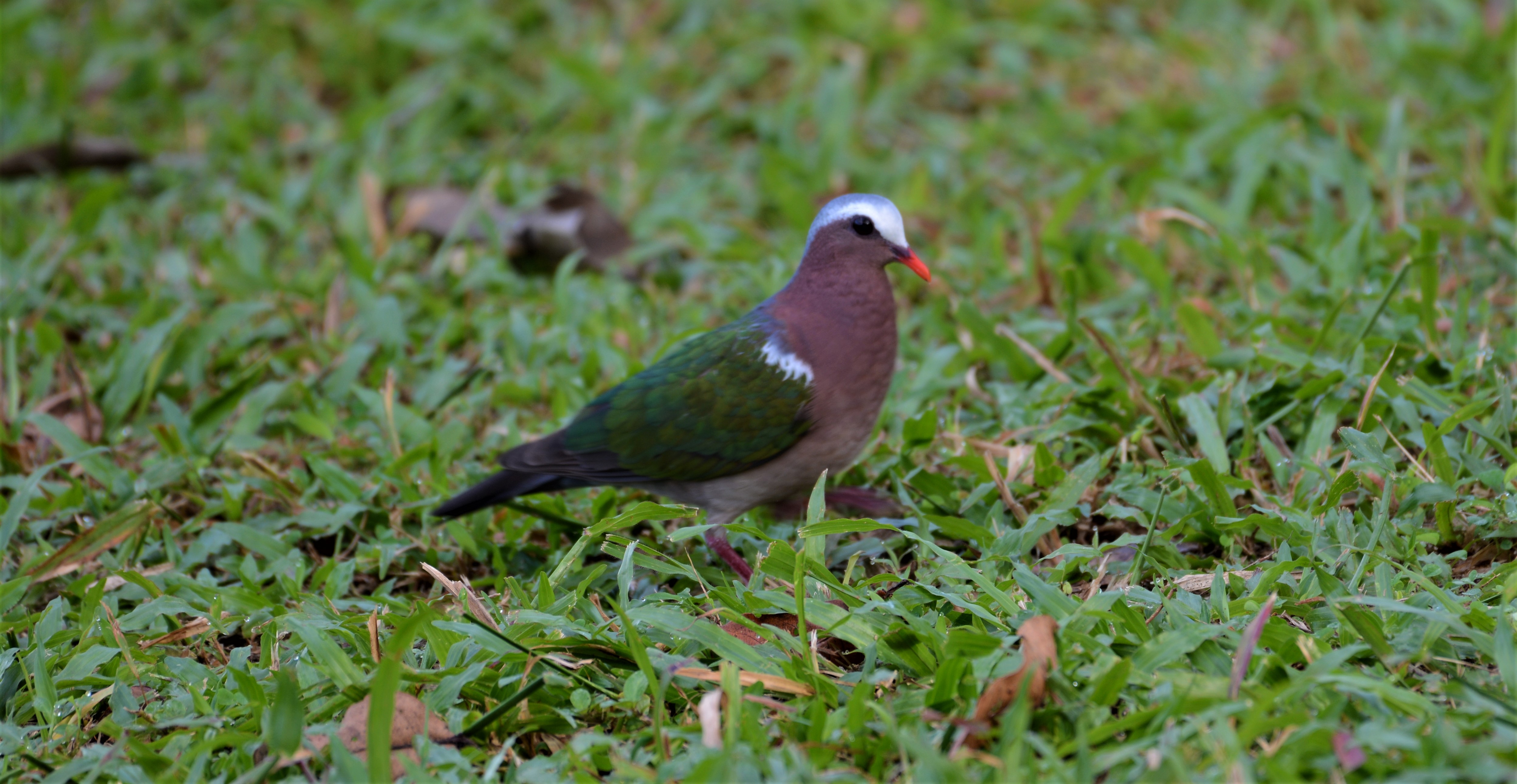 Asian Emerald Dove – Perched Poems: Avifauna in Sri Lanka