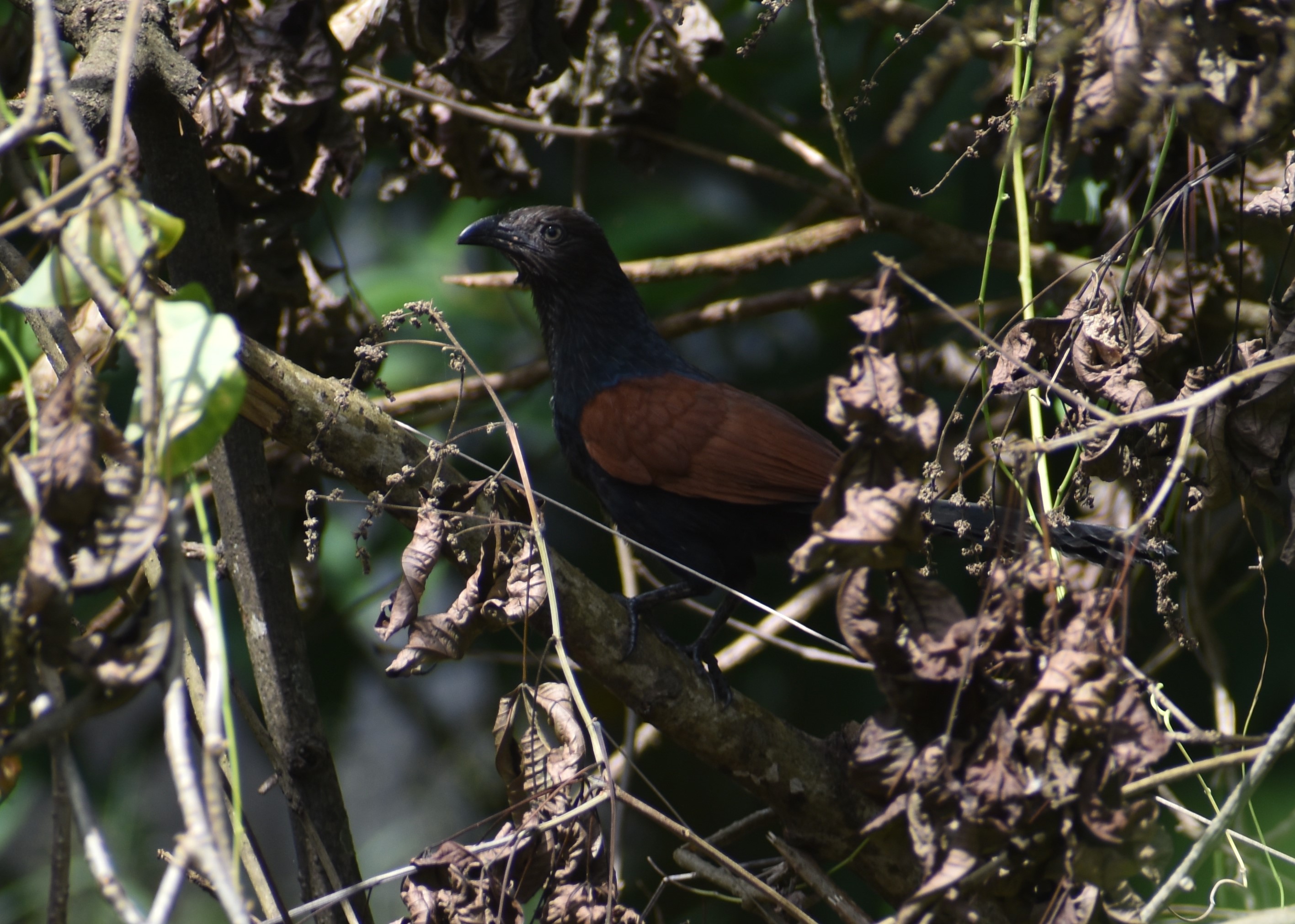 Greater Coucal – Perched Poems: Avifauna in Sri Lanka