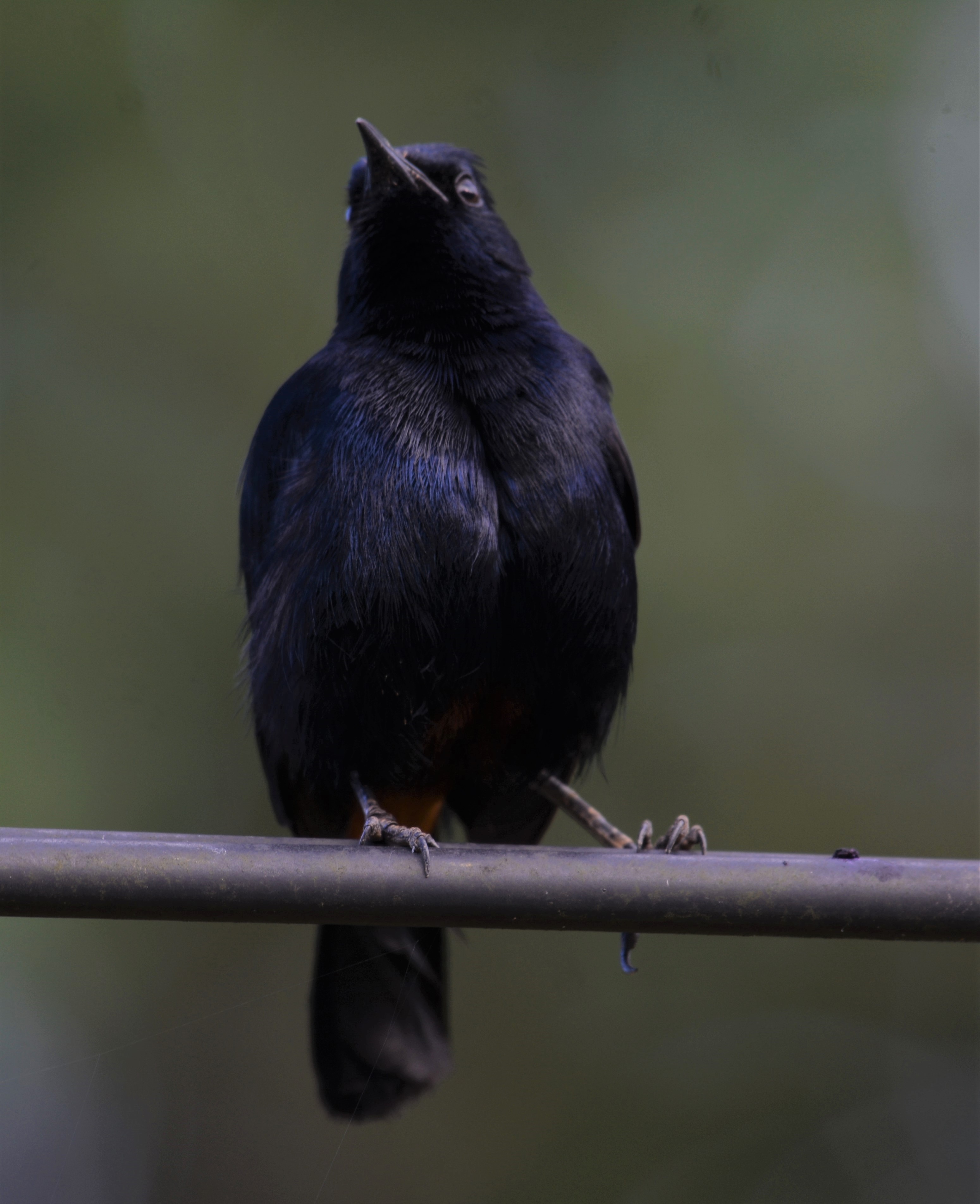 Indian Robin – Perched Poems: Avifauna in Sri Lanka