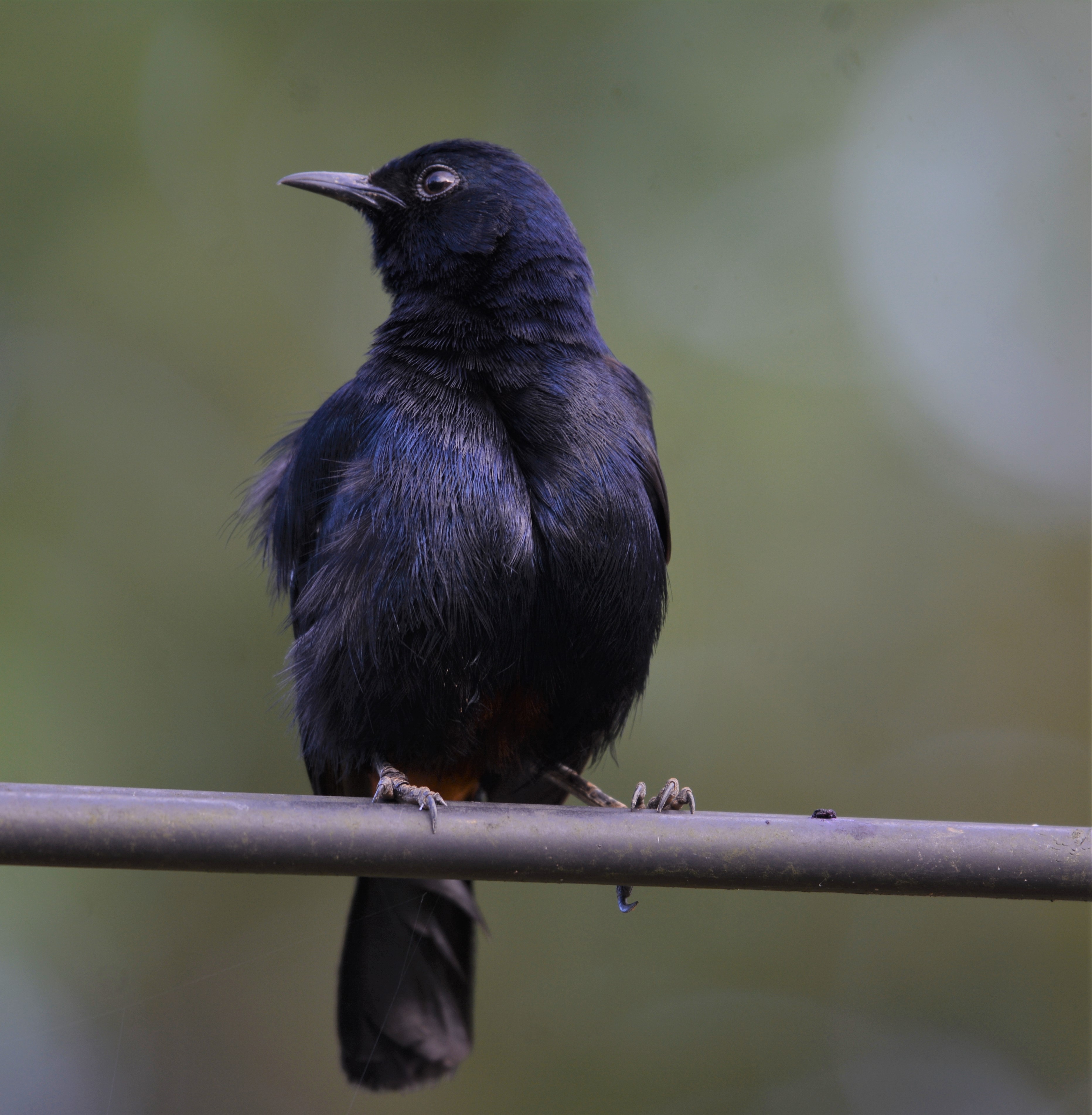 Indian Robin – Perched Poems: Avifauna in Sri Lanka