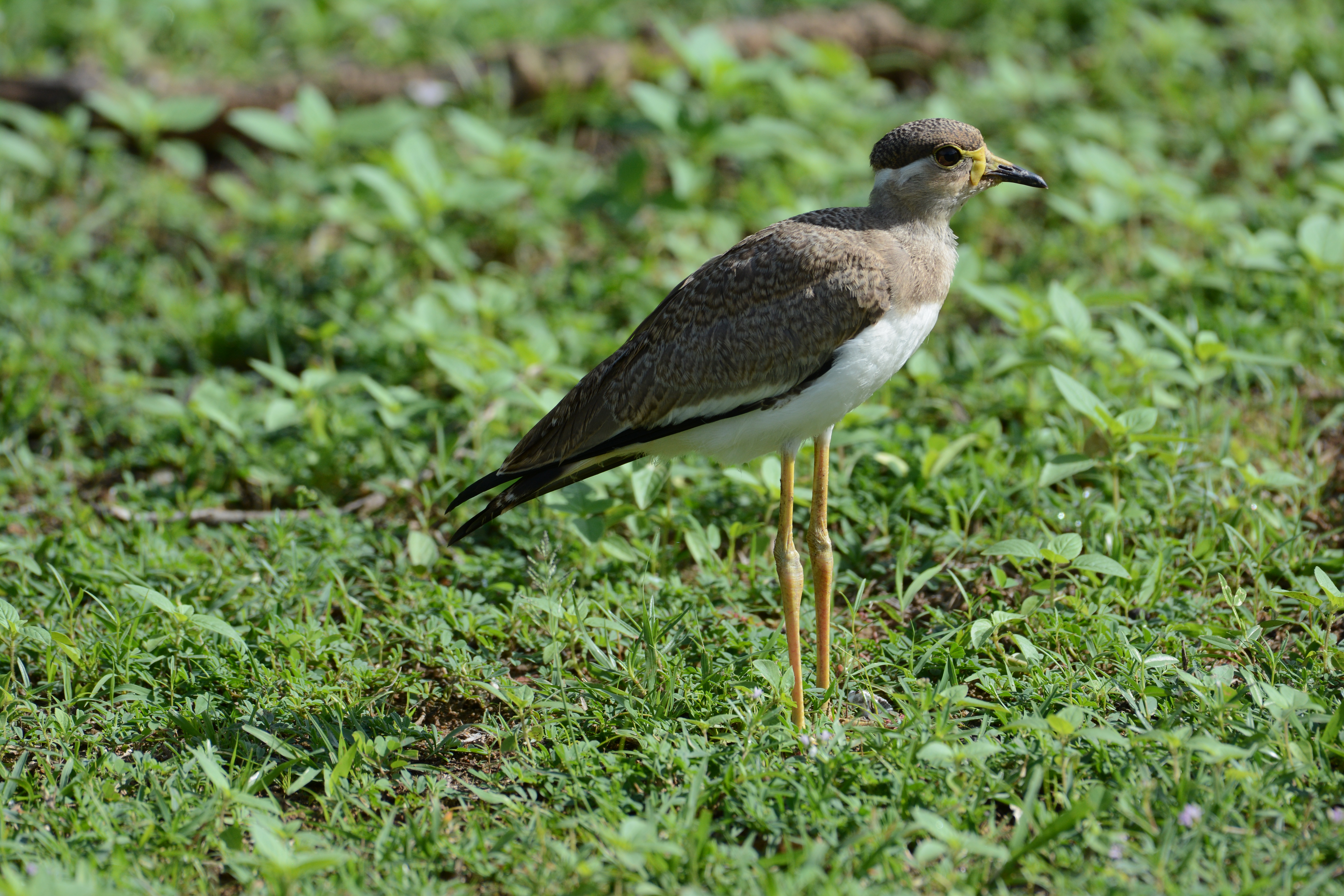 Yellow-wattled Lapwing – Perched Poems: Avifauna in Sri Lanka