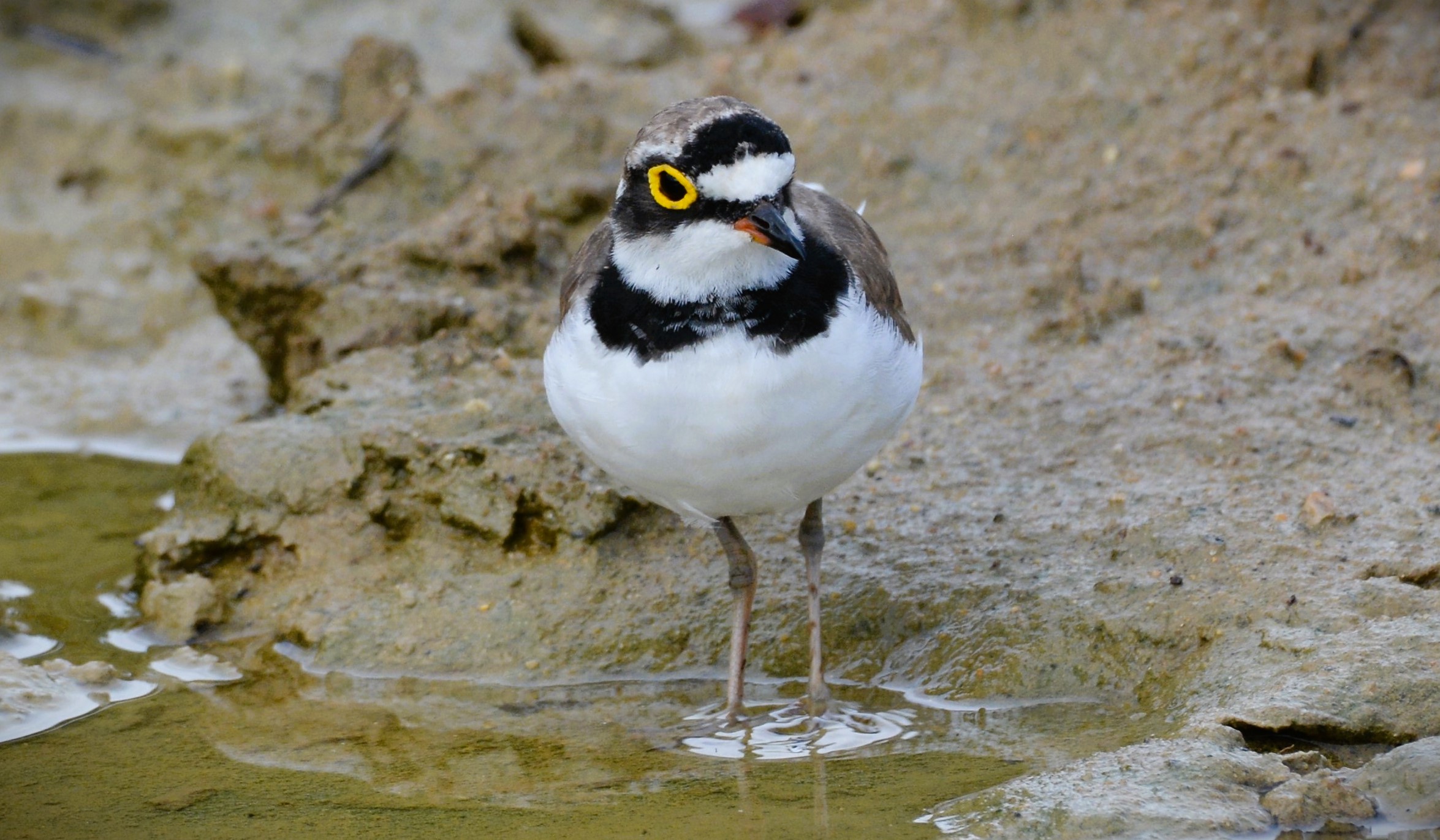 Little ringed plover – Perched Poems: Avifauna in Sri Lanka