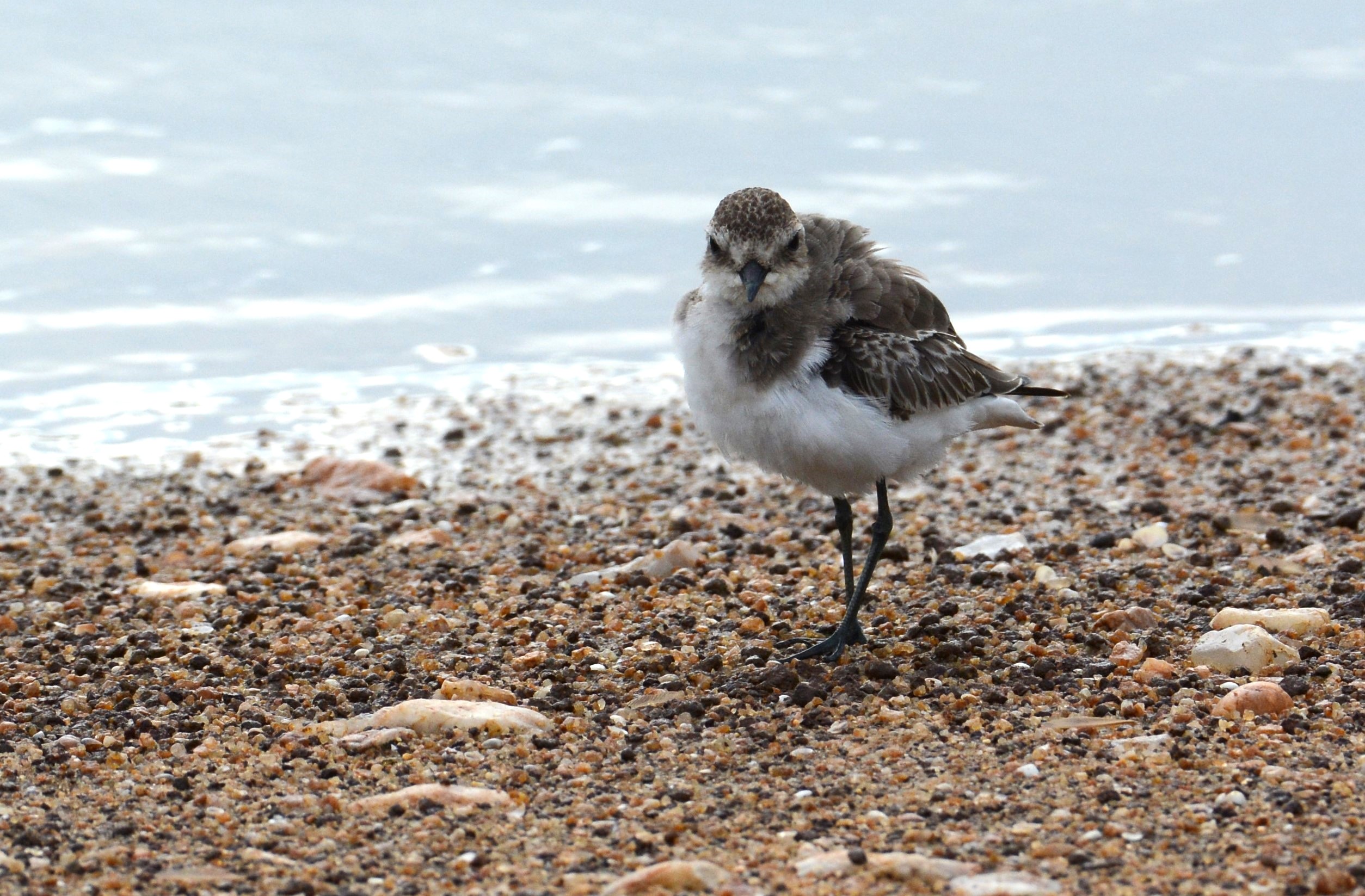 Hanuman Plover – Perched Poems: Avifauna in Sri Lanka