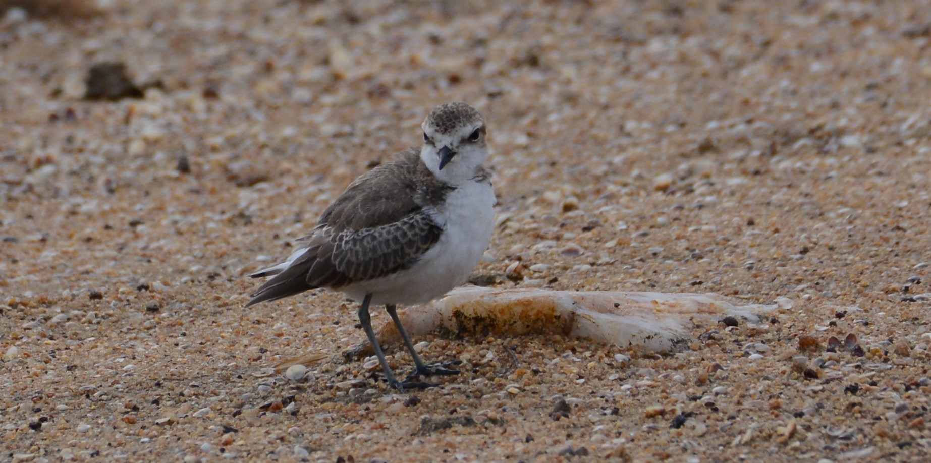 Hanuman Plover – Perched Poems: Avifauna in Sri Lanka