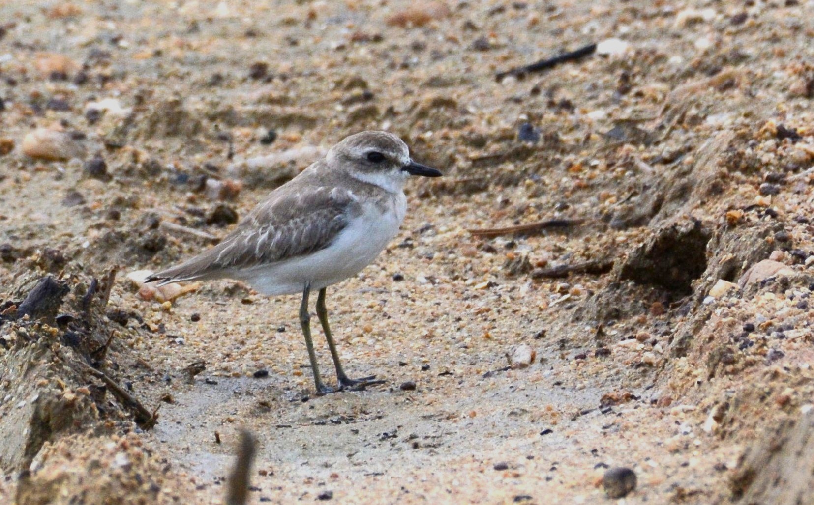 Hanuman Plover – Perched Poems: Avifauna in Sri Lanka