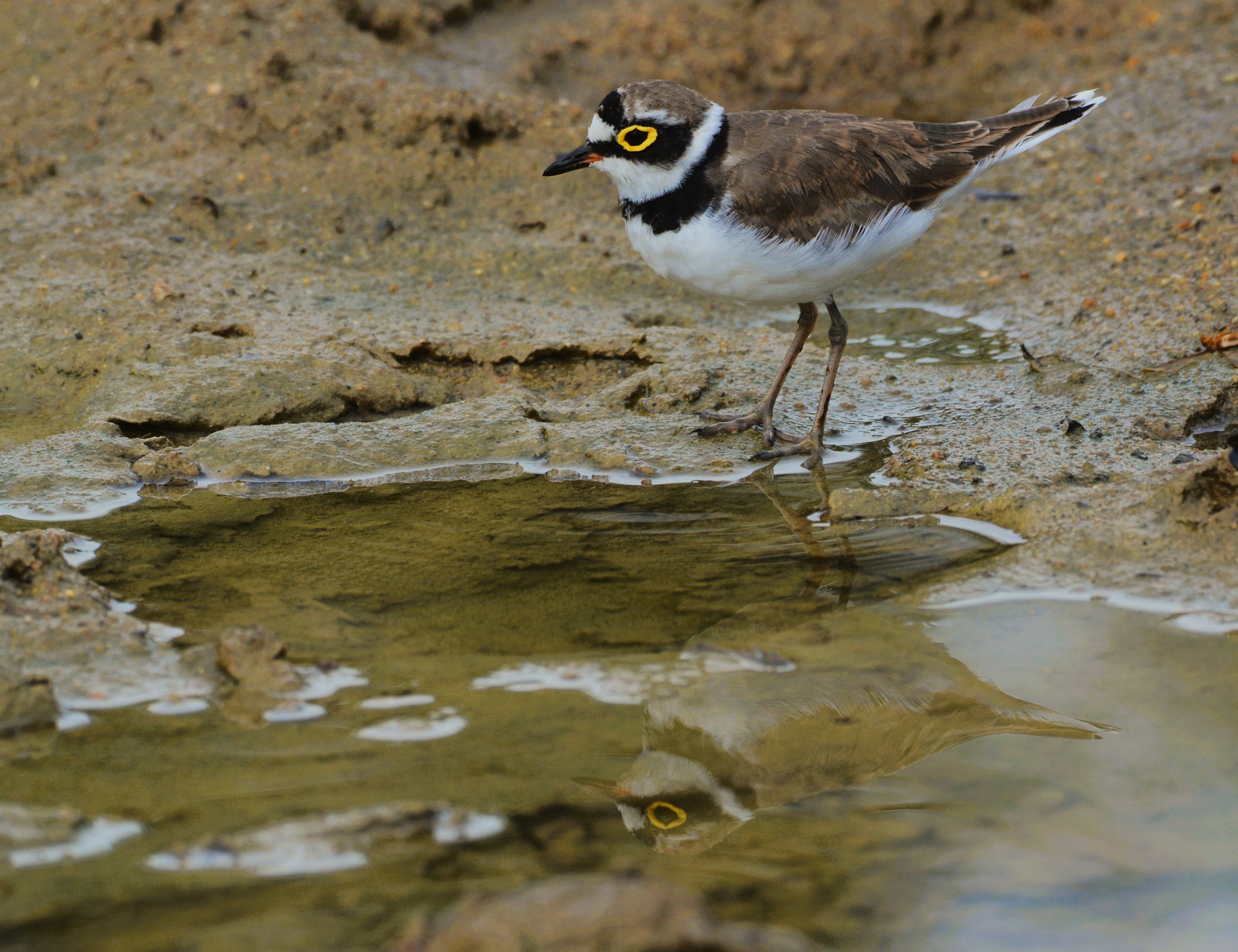Little ringed plover – Perched Poems: Avifauna in Sri Lanka