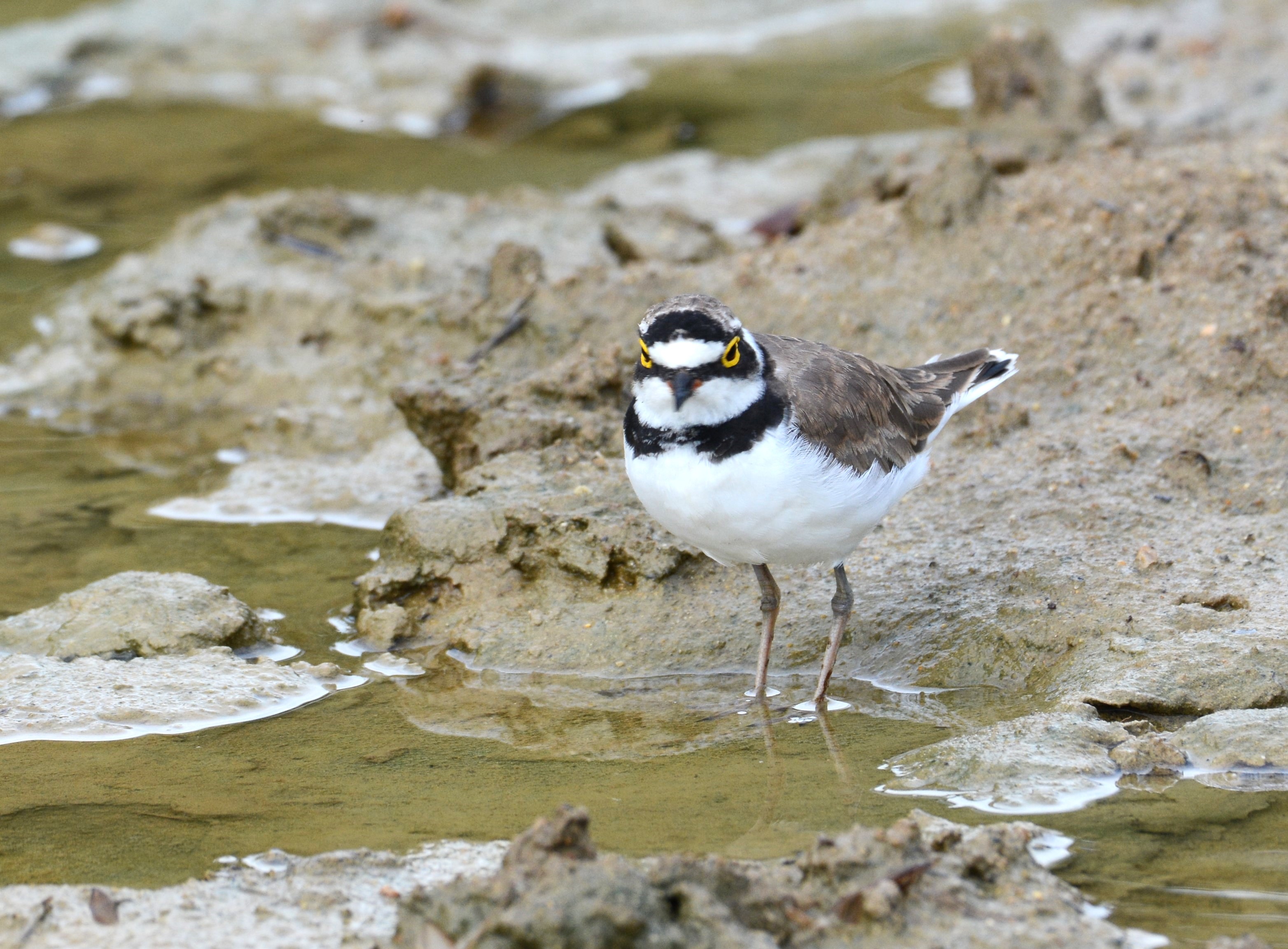 Little ringed plover – Perched Poems: Avifauna in Sri Lanka