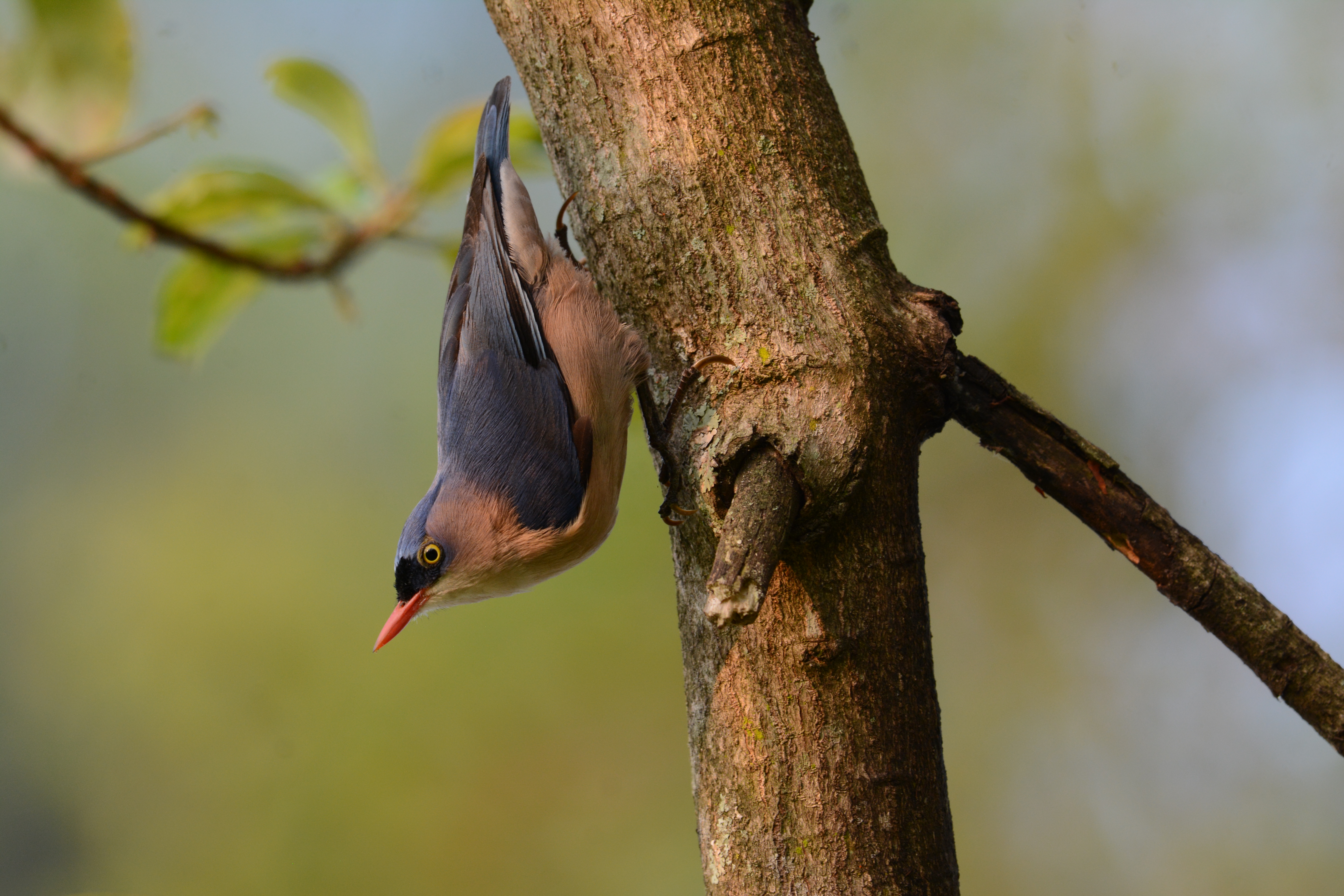 Velvet-Fronted Nuthatch – Perched Poems: Avifauna in Sri Lanka