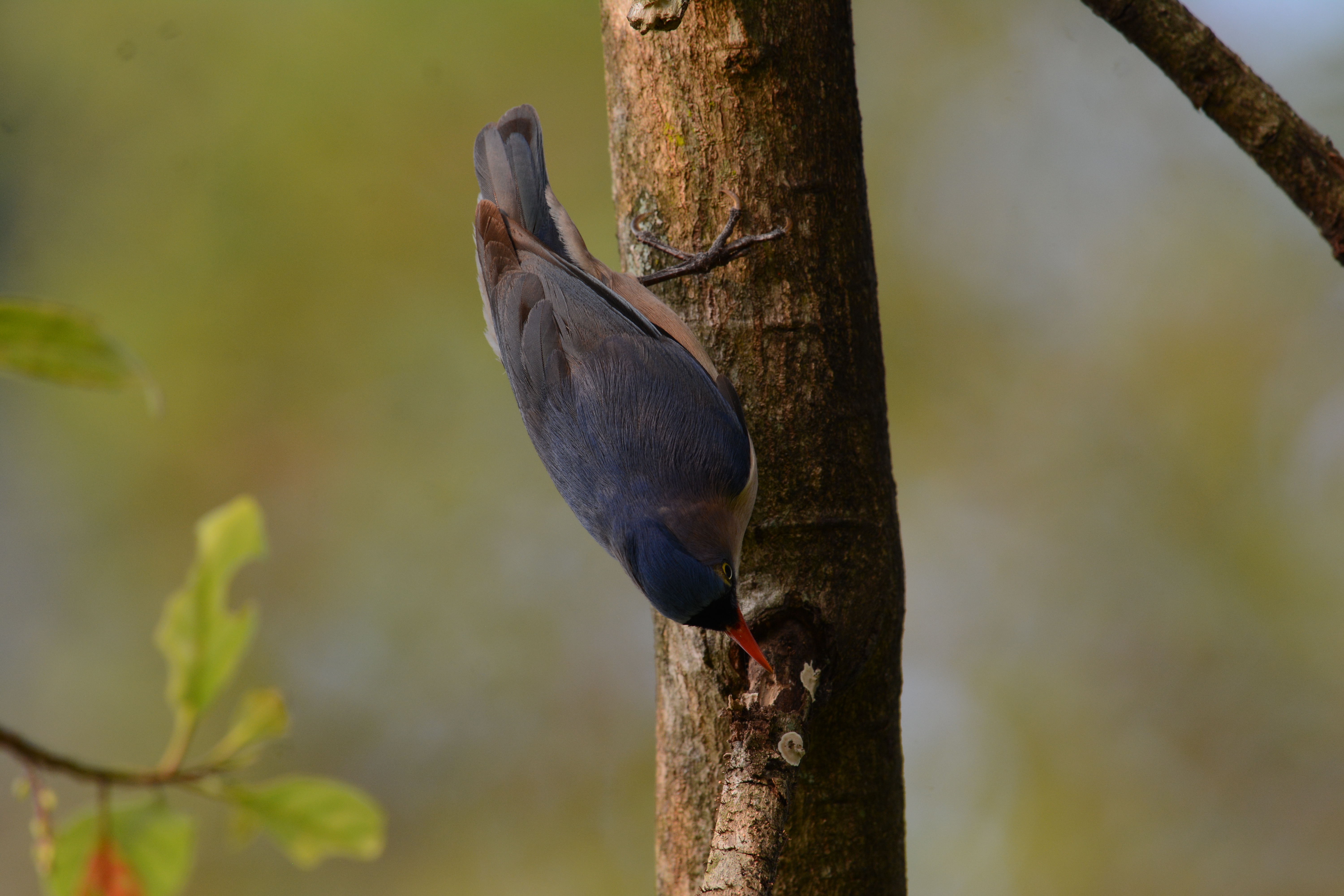 Velvet-Fronted Nuthatch – Perched Poems: Avifauna in Sri Lanka