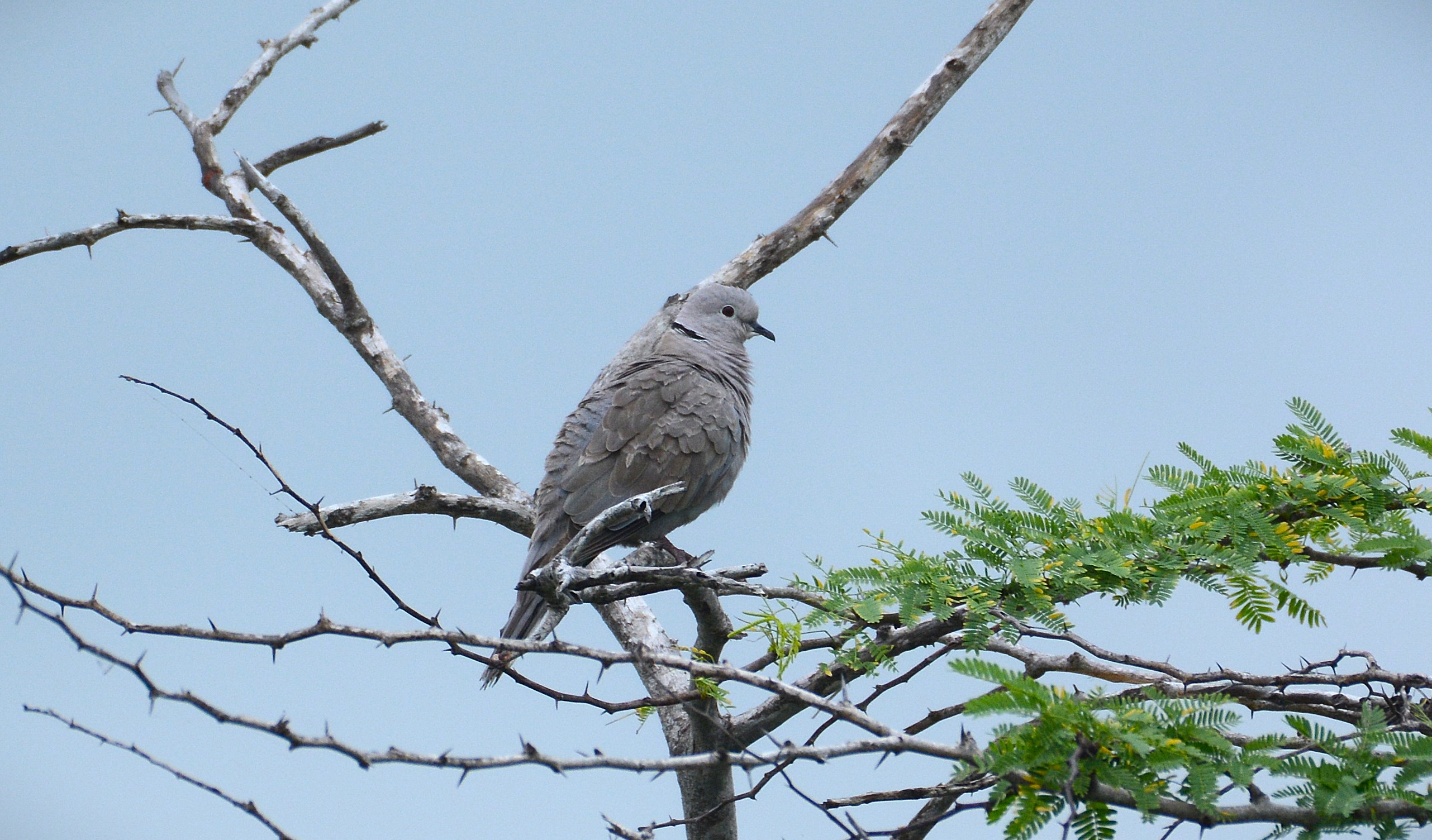 Eurasian Collared Dove – Perched Poems: Avifauna in Sri Lanka