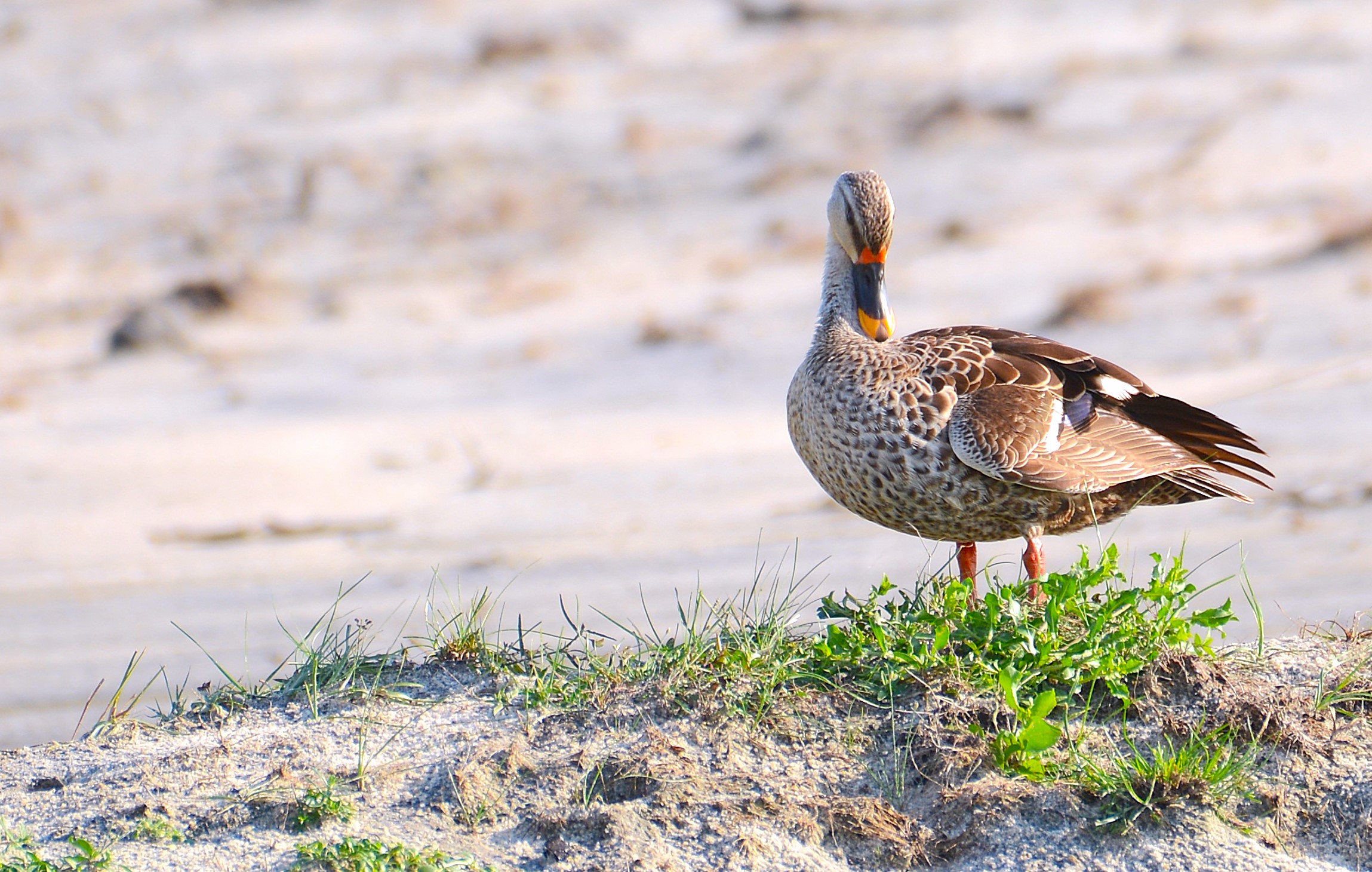 Indian Spot-Billed Duck – Perched Poems: Avifauna in Sri Lanka