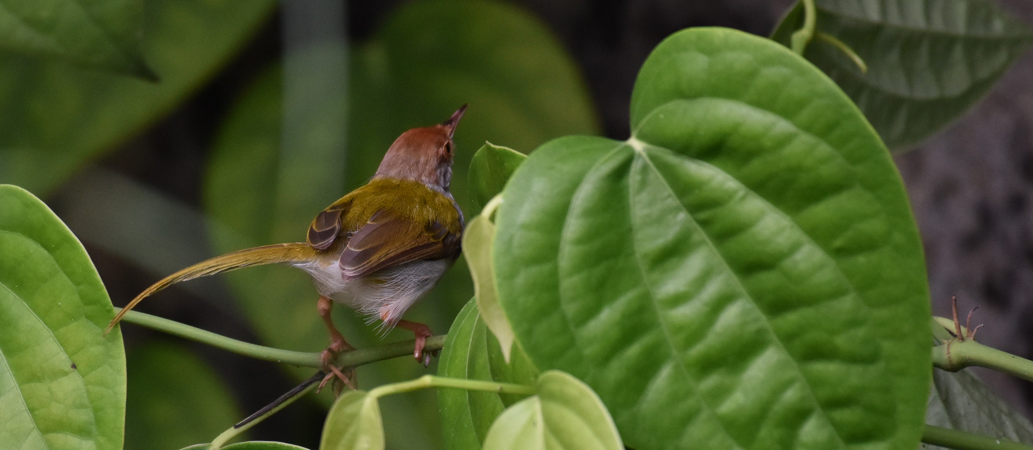 Common Tailorbird – Perched Poems: Avifauna in Sri Lanka