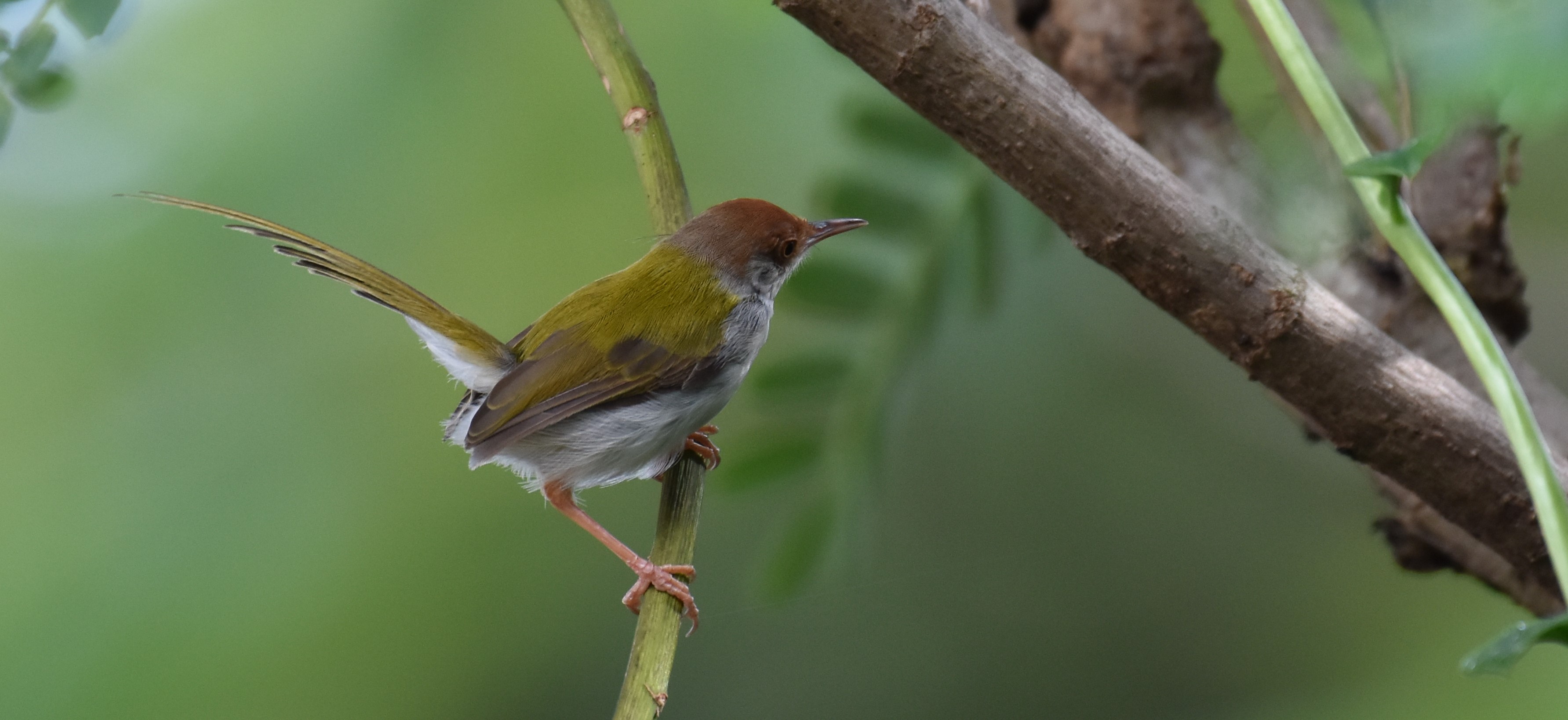 Common Tailorbird – Perched Poems: Avifauna in Sri Lanka