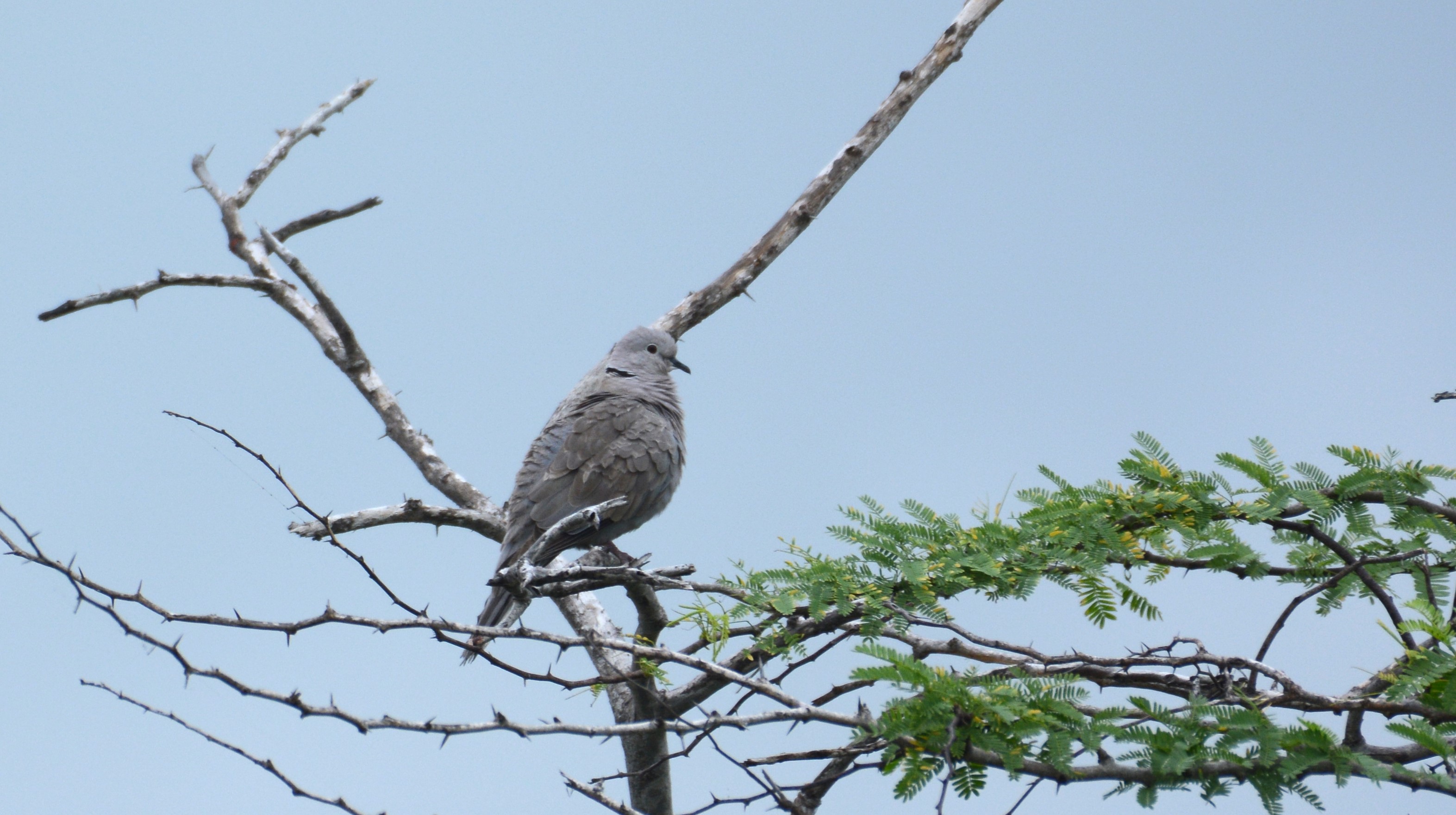 Eurasian Collared Dove – Perched Poems: Avifauna in Sri Lanka