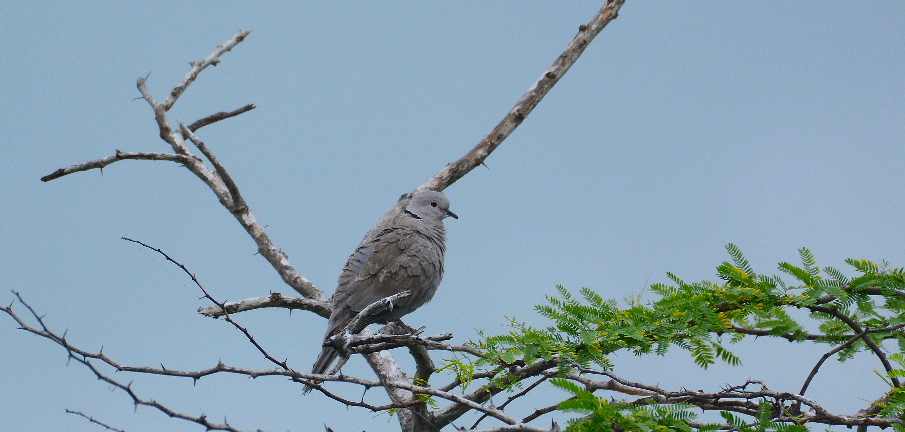 Eurasian Collared Dove – Perched Poems: Avifauna in Sri Lanka
