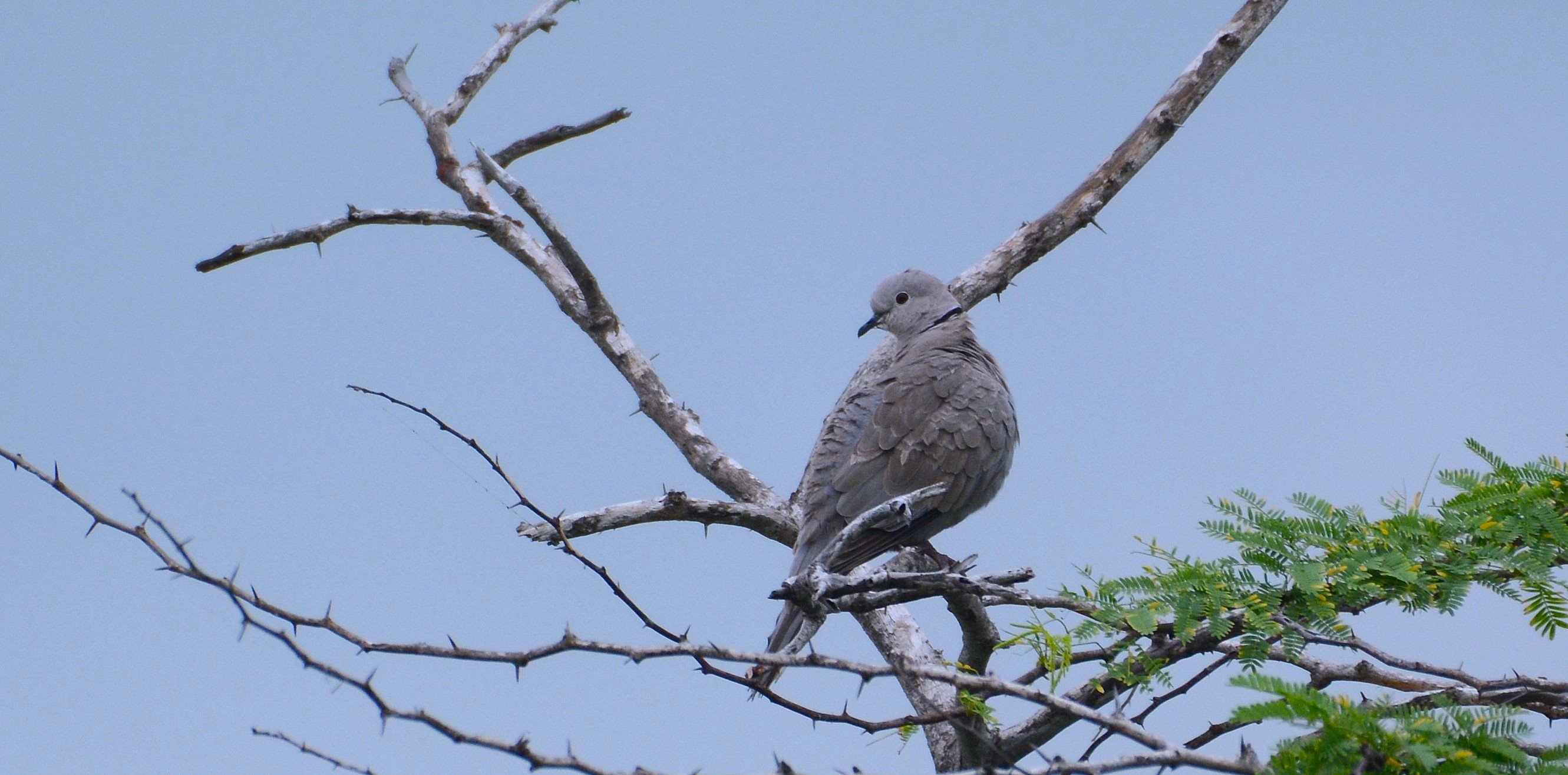 Eurasian Collared Dove – Perched Poems: Avifauna in Sri Lanka