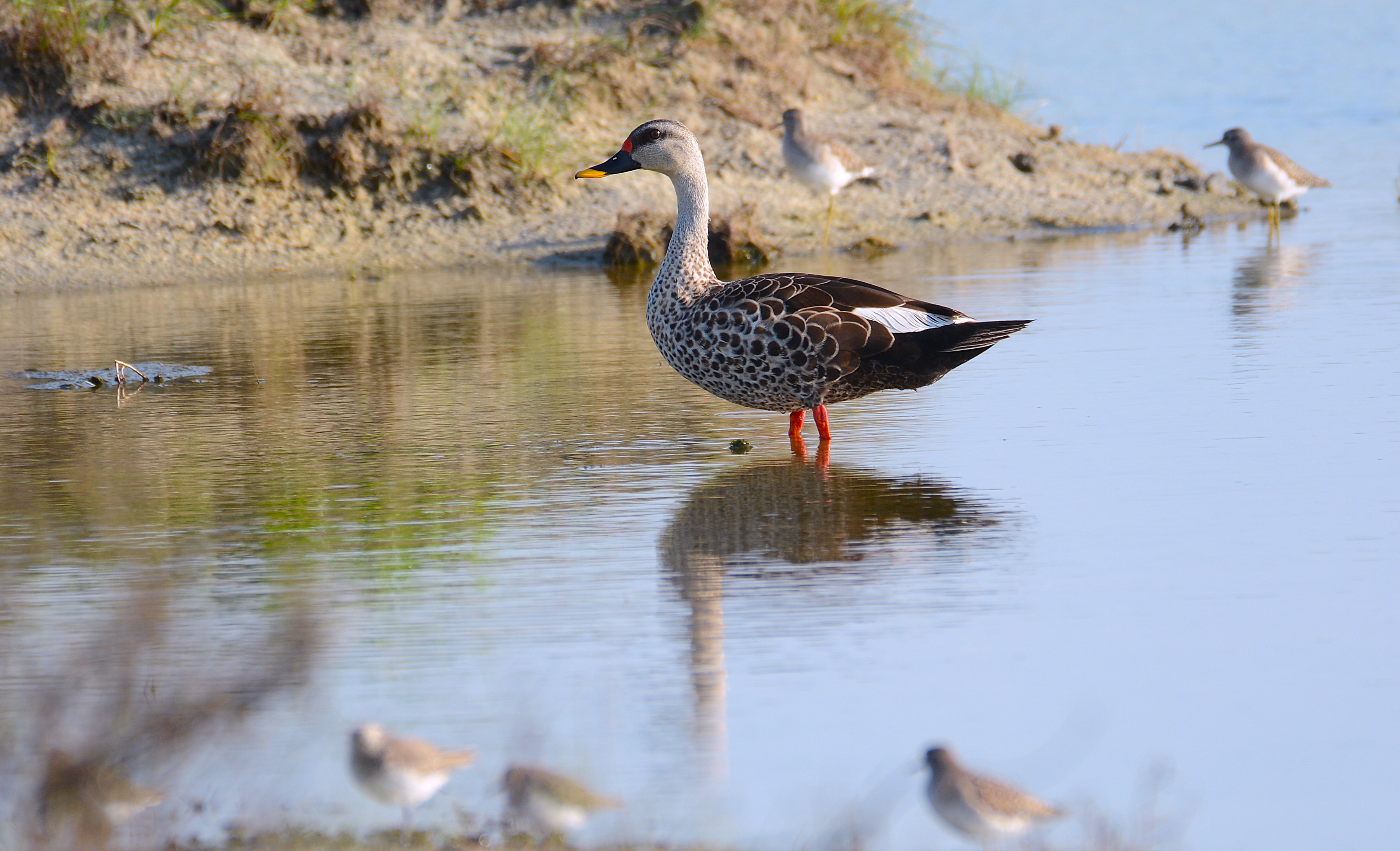 Indian Spot-Billed Duck – Perched Poems: Avifauna in Sri Lanka
