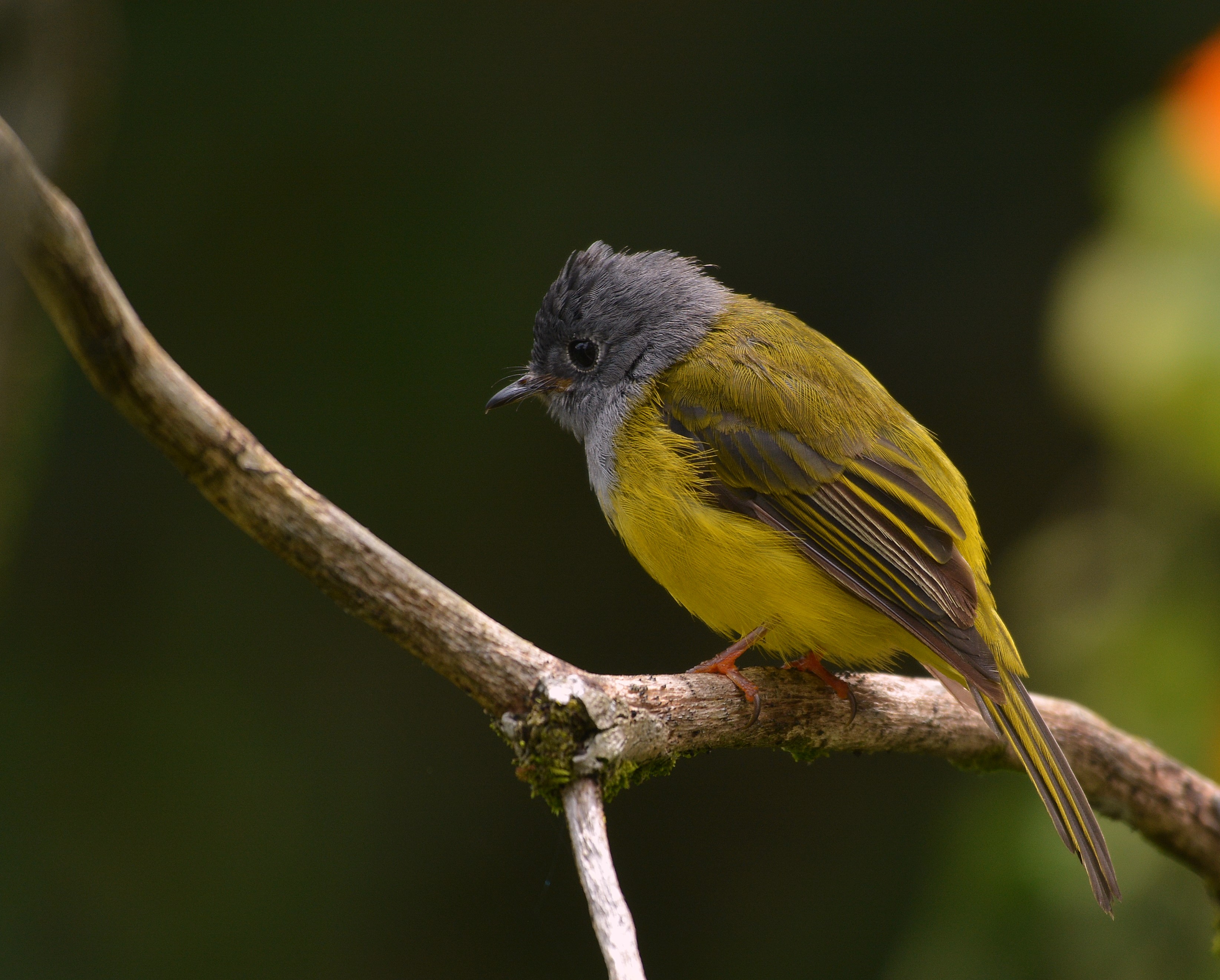 Grey-headed Canary-Flycatcher – Perched Poems: Avifauna in Sri Lanka