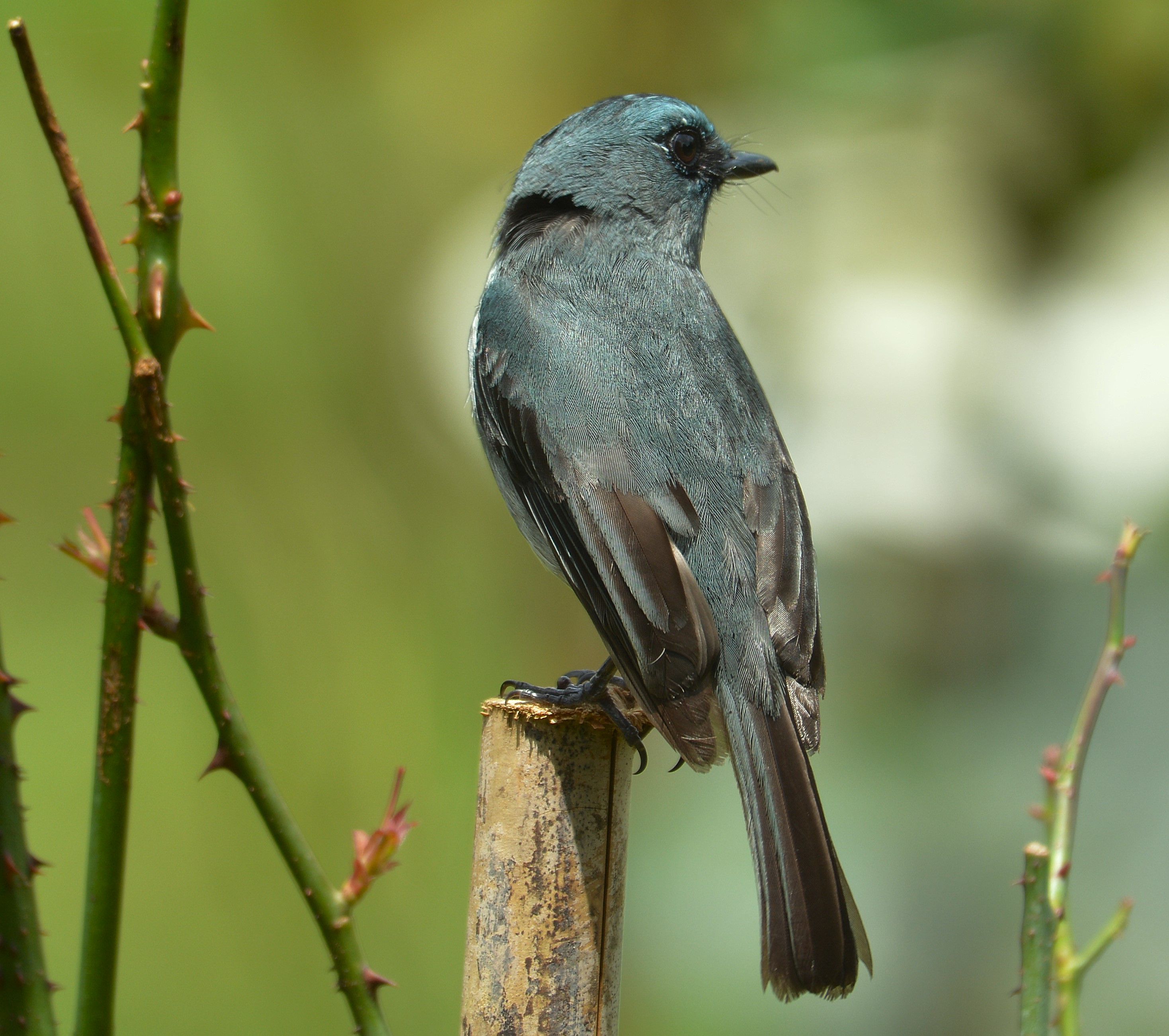 Dull-blue Flycatcher – Perched Poems: Avifauna in Sri Lanka