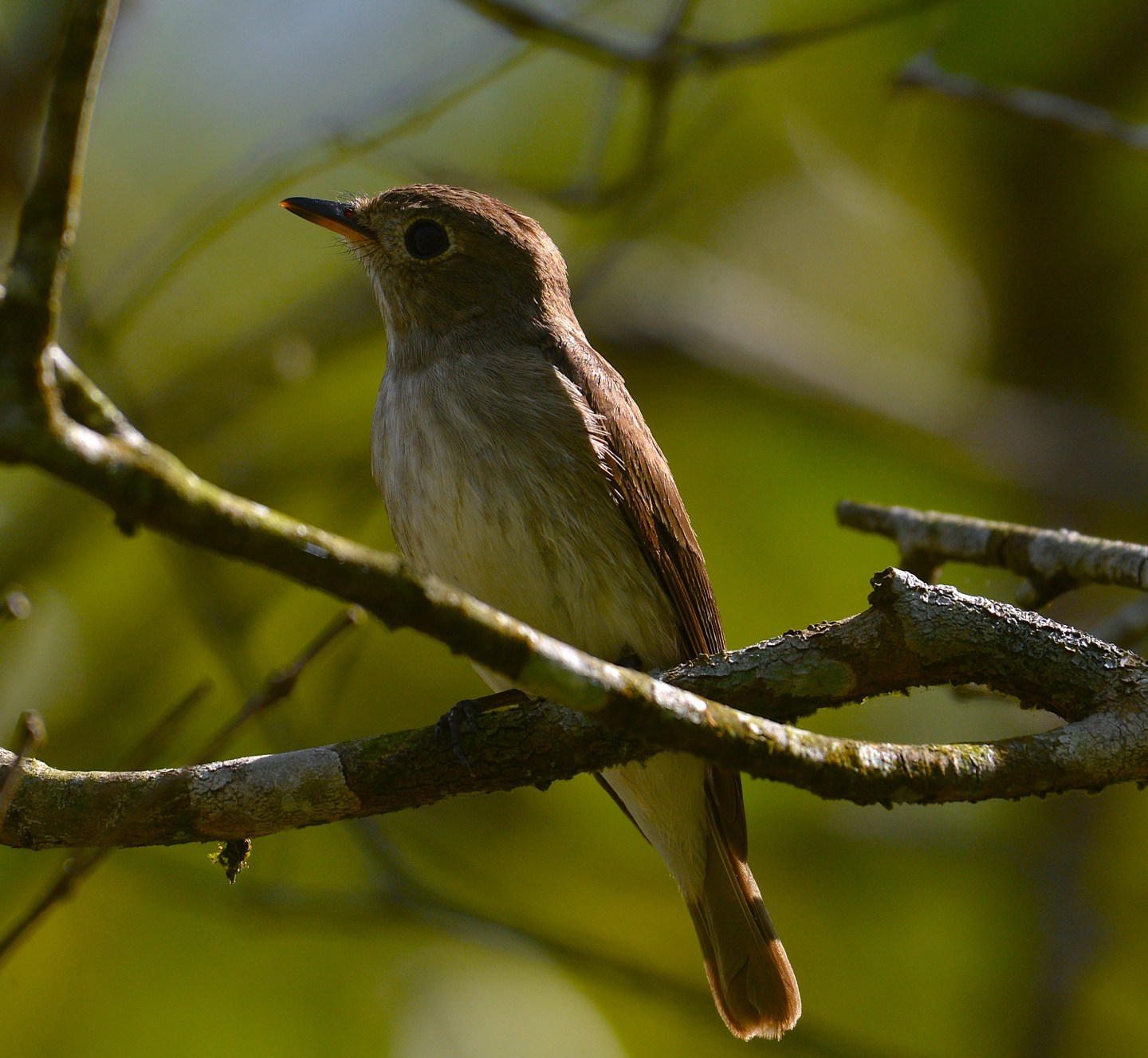 Asian Brown Flycatcher – Perched Poems: Avifauna in Sri Lanka