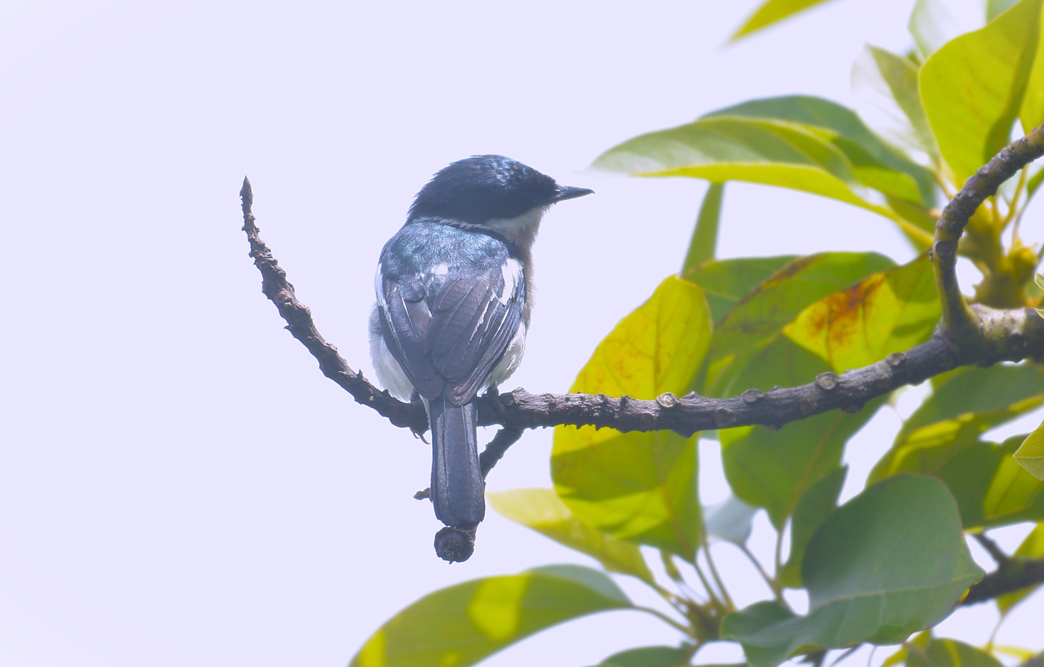 Bar-winged Flycatcher Shrike – Perched Poems: Avifauna in Sri Lanka